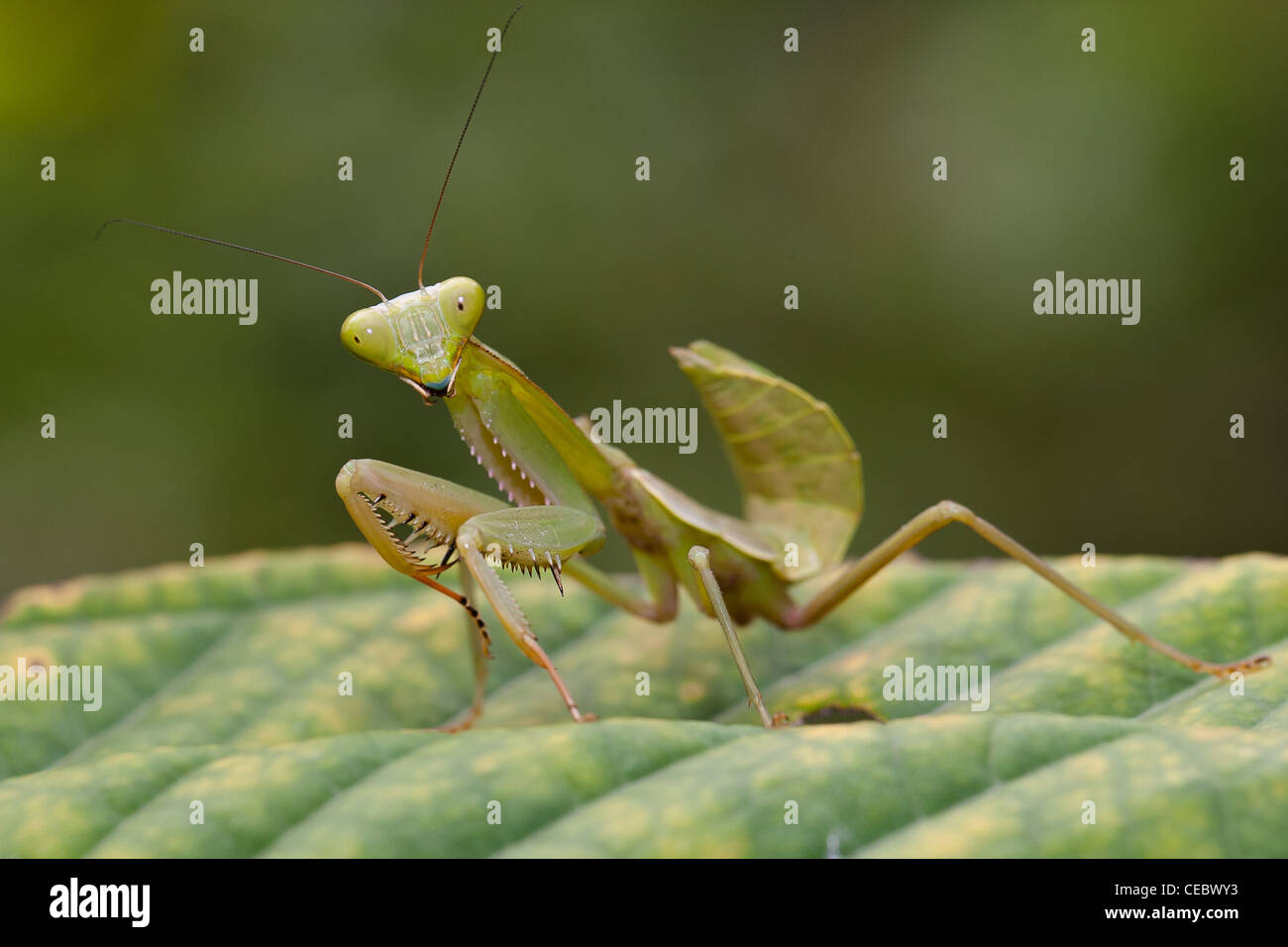 A Praying Mantis (Mantis religiosa) in Indonesia Stock Photo - Alamy