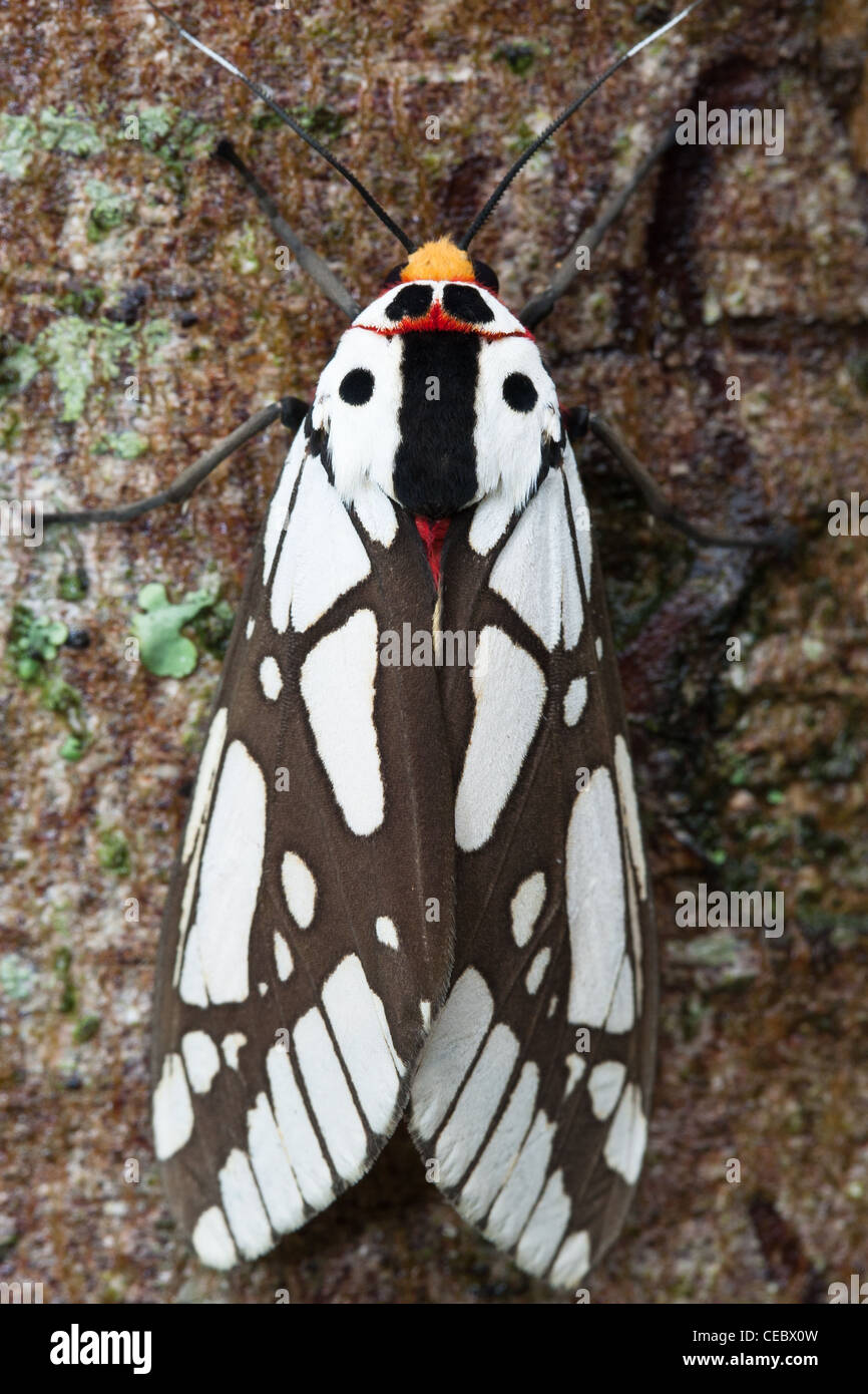 A moth in Java, Indonesia Stock Photo - Alamy