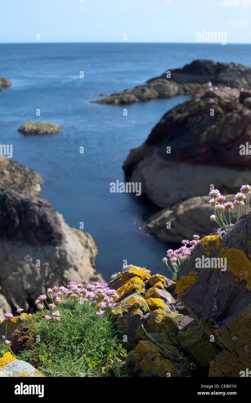 Trift (Armeria maritima) AKA Sea Pink AKA Sea Pink growing on rocks at ...