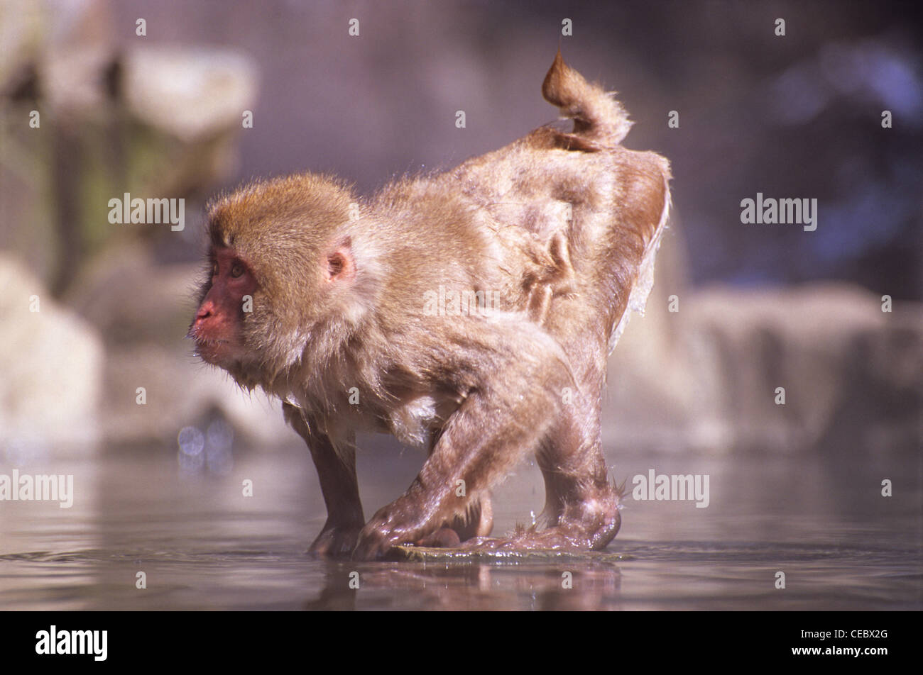 Japanese macaque in a hot spring bath, Jigokudani Park, Nagano ...