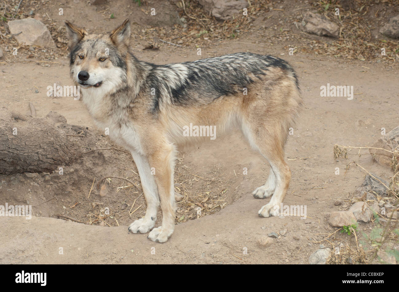 Mexican Gray Wolf Standing Stock Photo - Alamy
