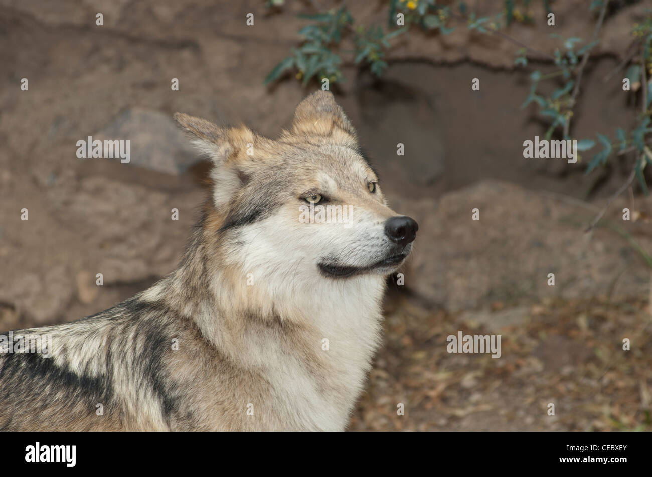 Mexican Gray Wolf sniffing Stock Photo - Alamy