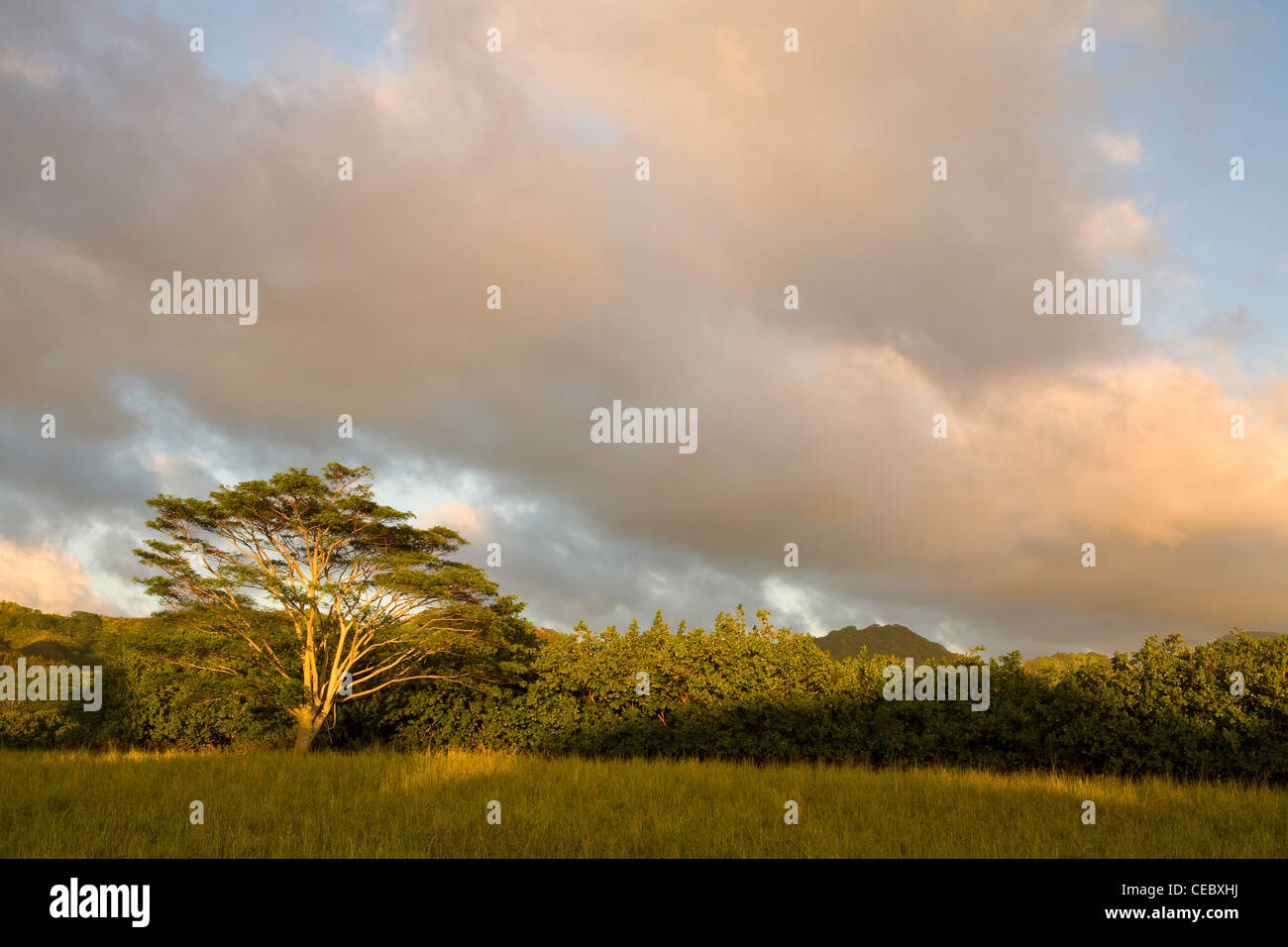 Monkey pod tree hi-res stock photography and images - Alamy