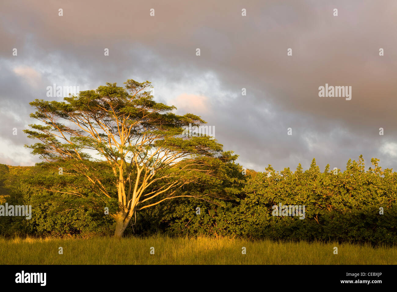 Monkey pod tree hi-res stock photography and images - Alamy