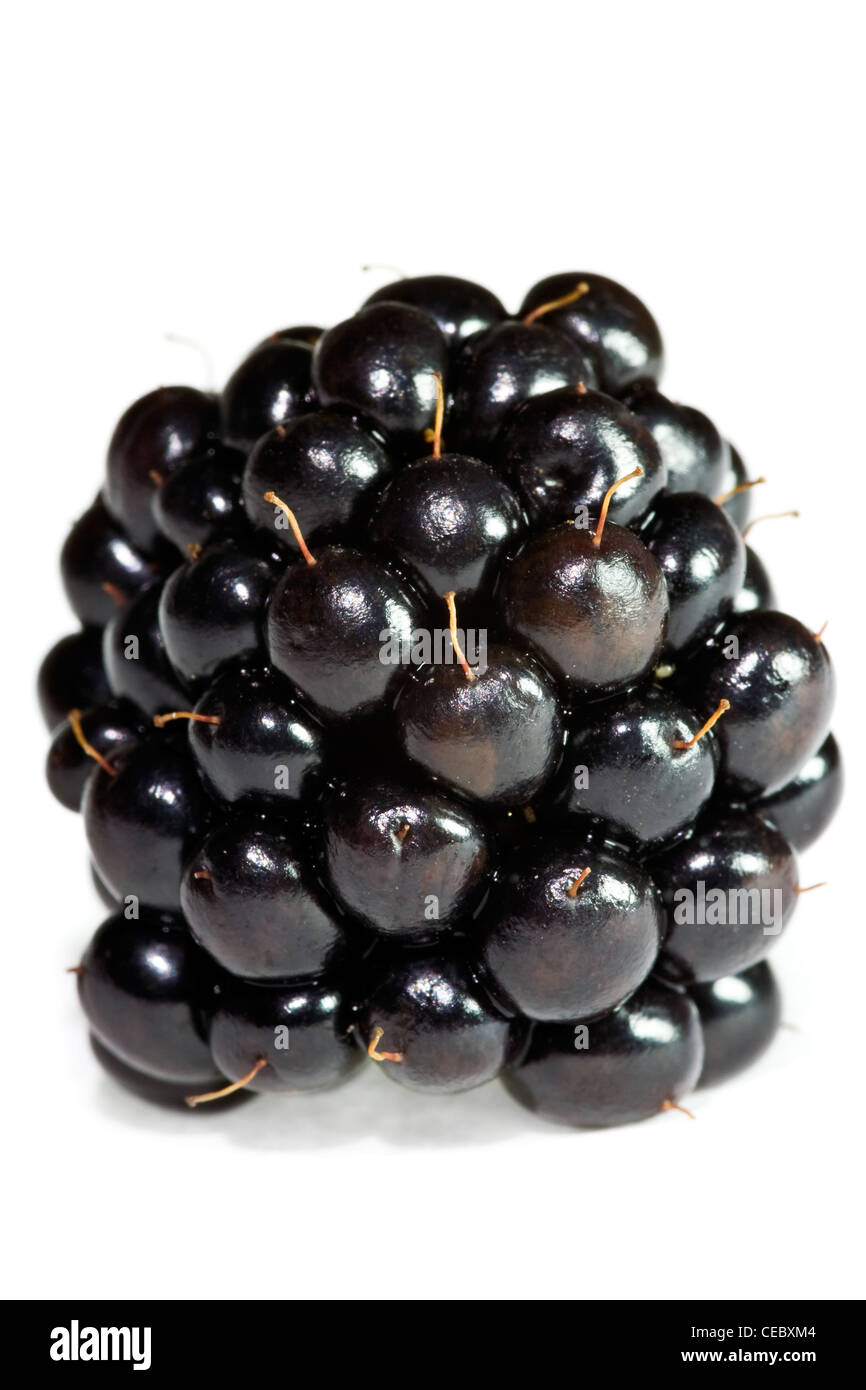 Closeup of single blackberry isolated on white background Stock Photo ...