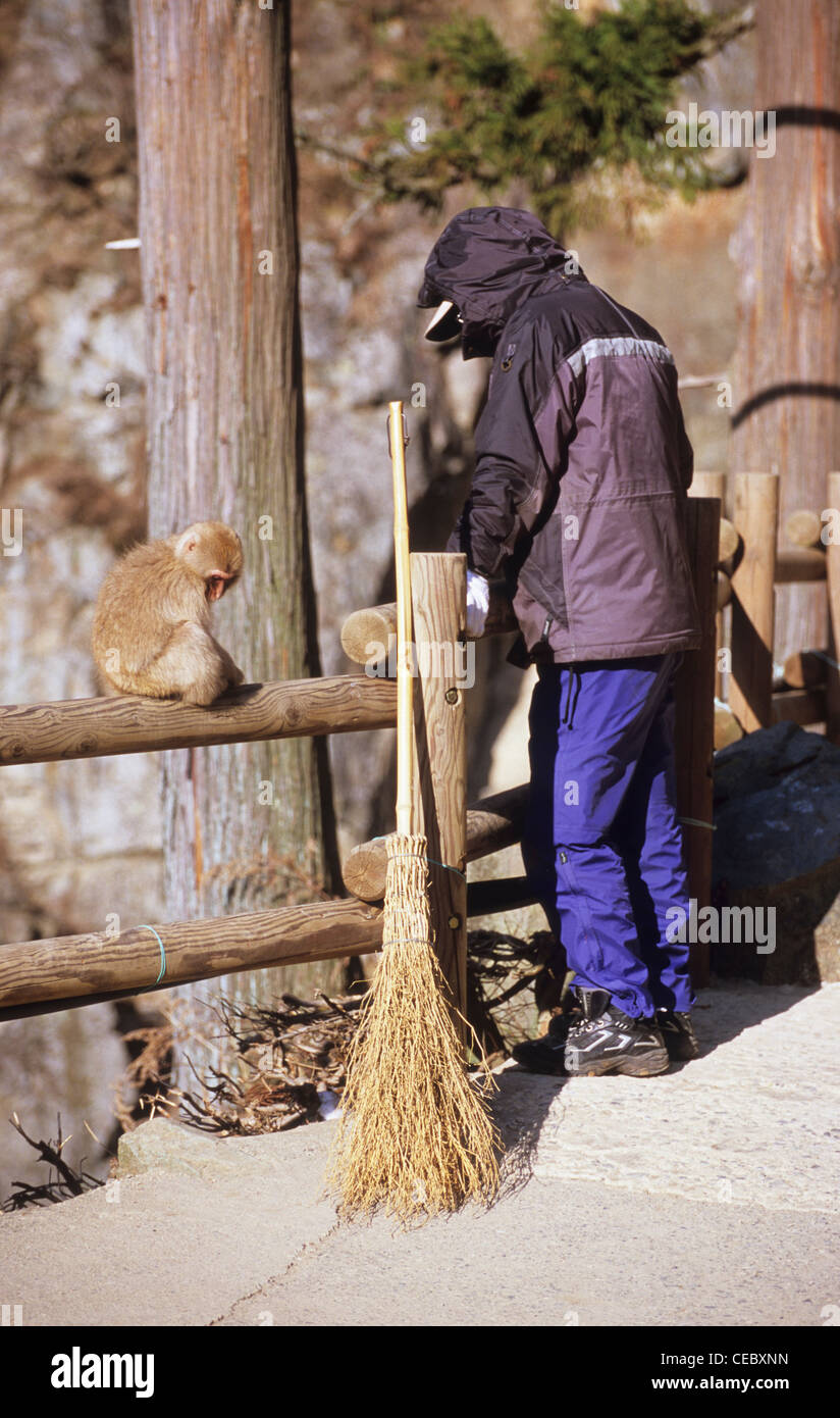 Cleaner and a monkey in Jigokudani Park, Nagano Prefecture, Japan Stock ...