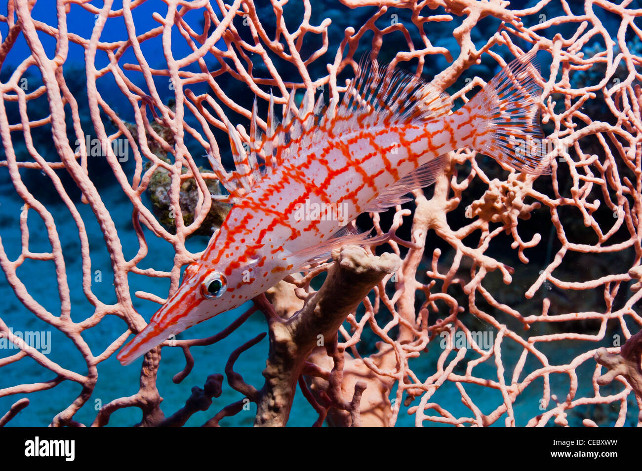 Sea fish long nose hi-res stock photography and images - Alamy