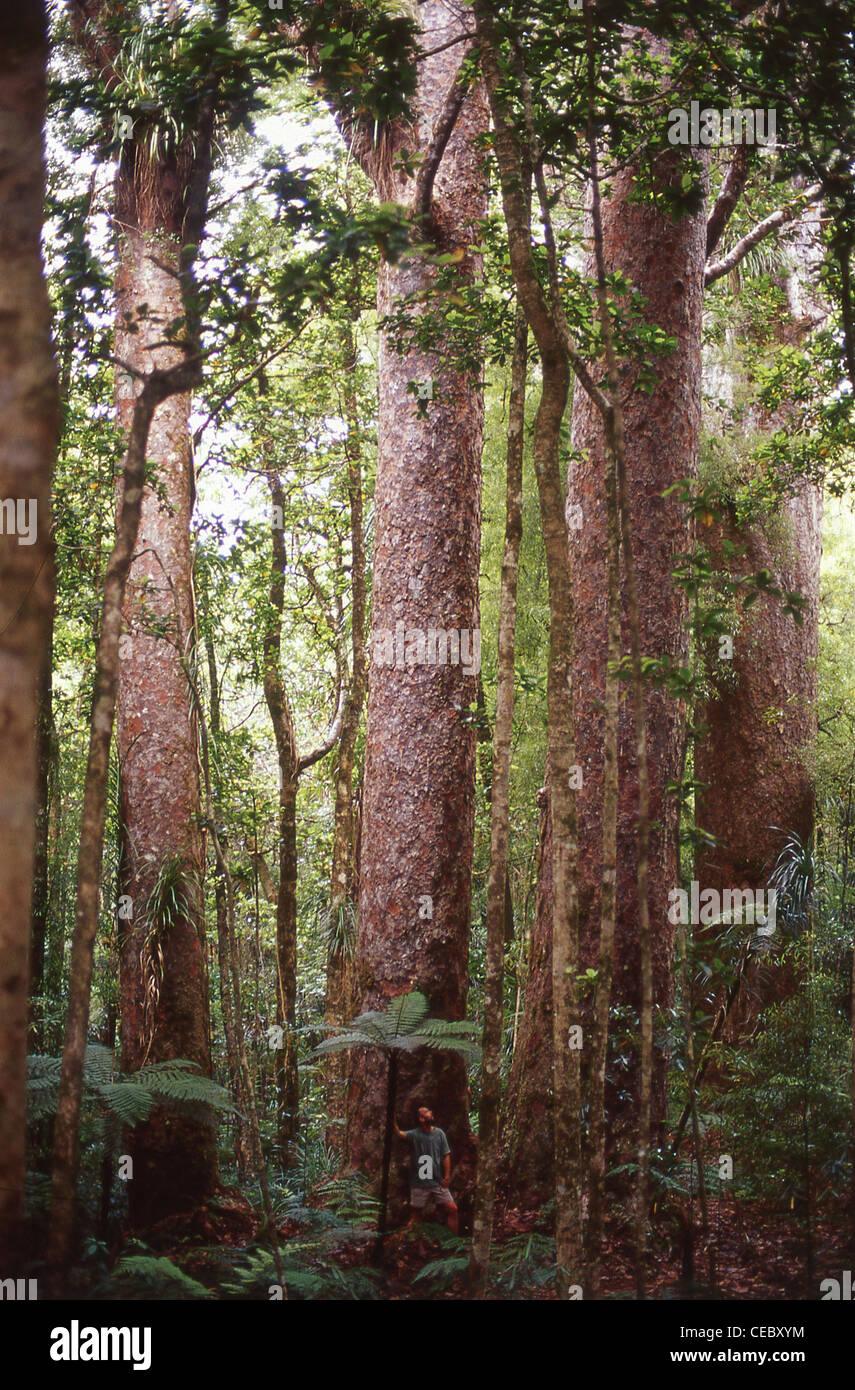Tane Mahuta Giant Kauri Trees, Waipoua Forest, Northland Region, North ...