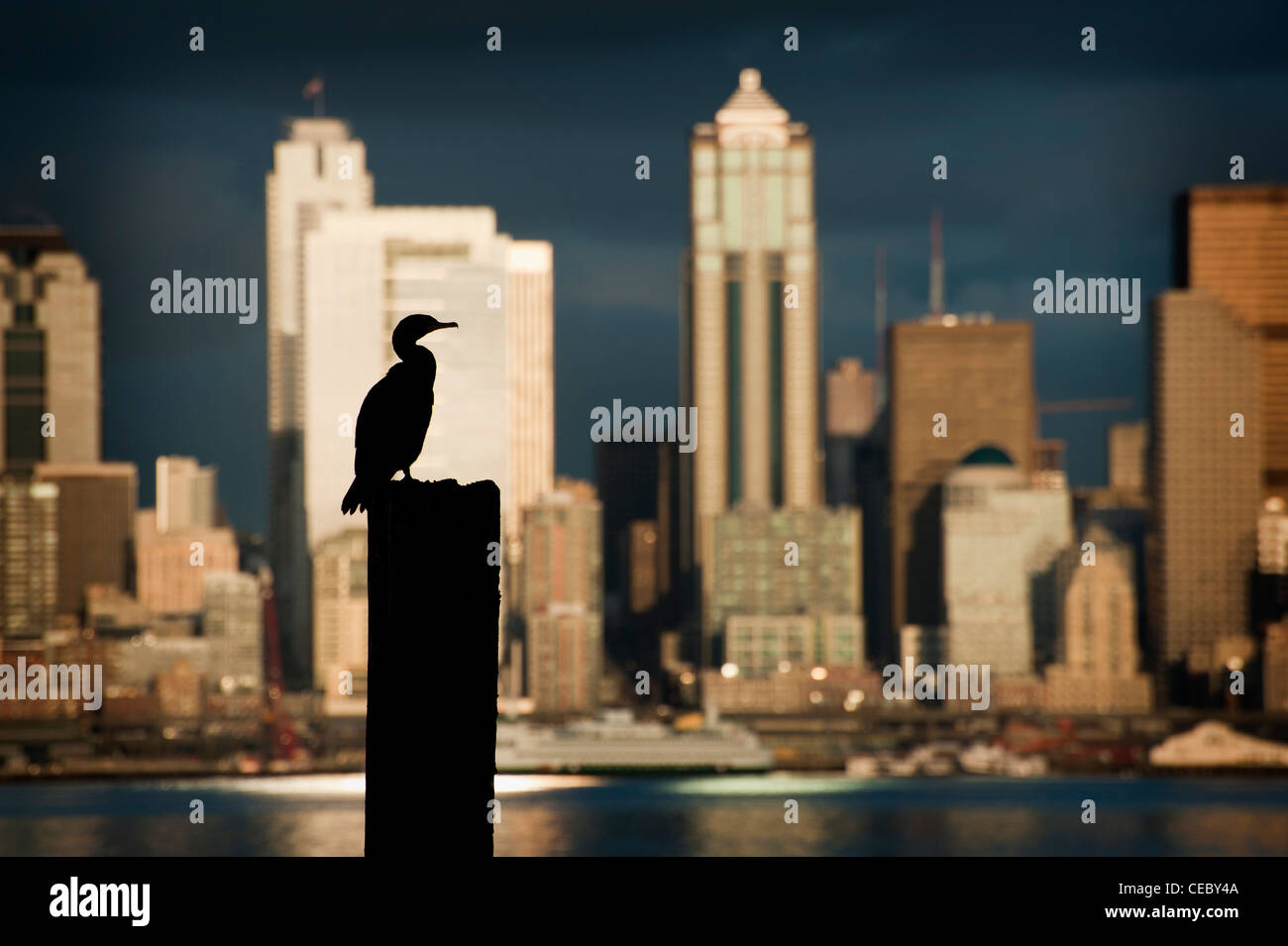 A cormorant bird sits on a piling during a beautiful Seattle ...