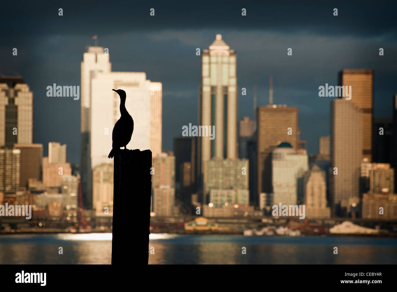 A cormorant bird sits on a piling during a beautiful Seattle ...