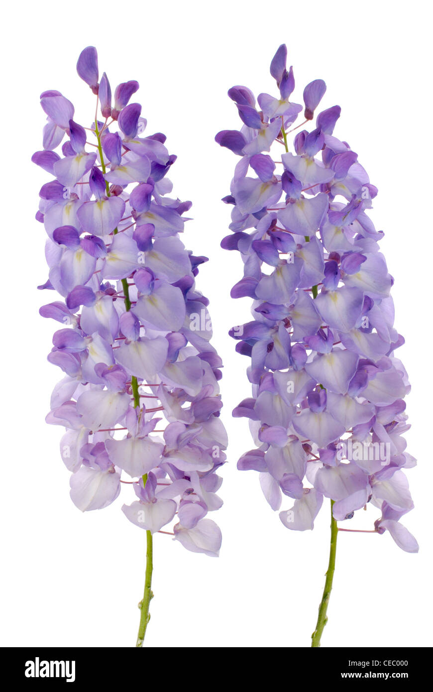 Purple wisteria flowers isolated on white background Stock Photo - Alamy