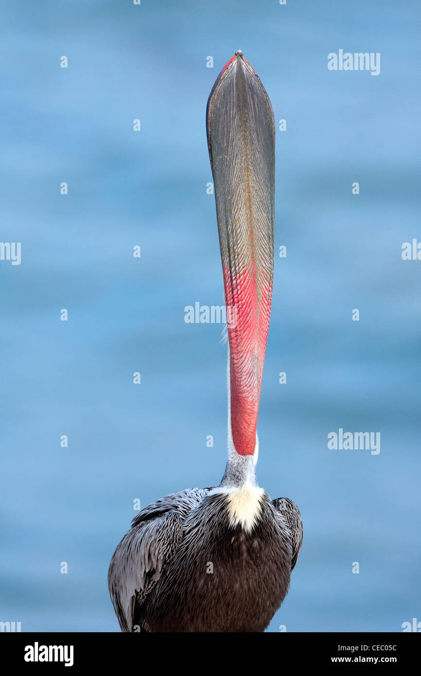 Throwing head back hi-res stock photography and images - Alamy