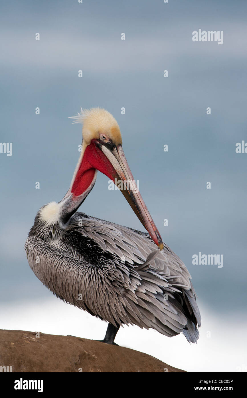 Brown Pelican in Breeding Plumage Stock Photo - Alamy
