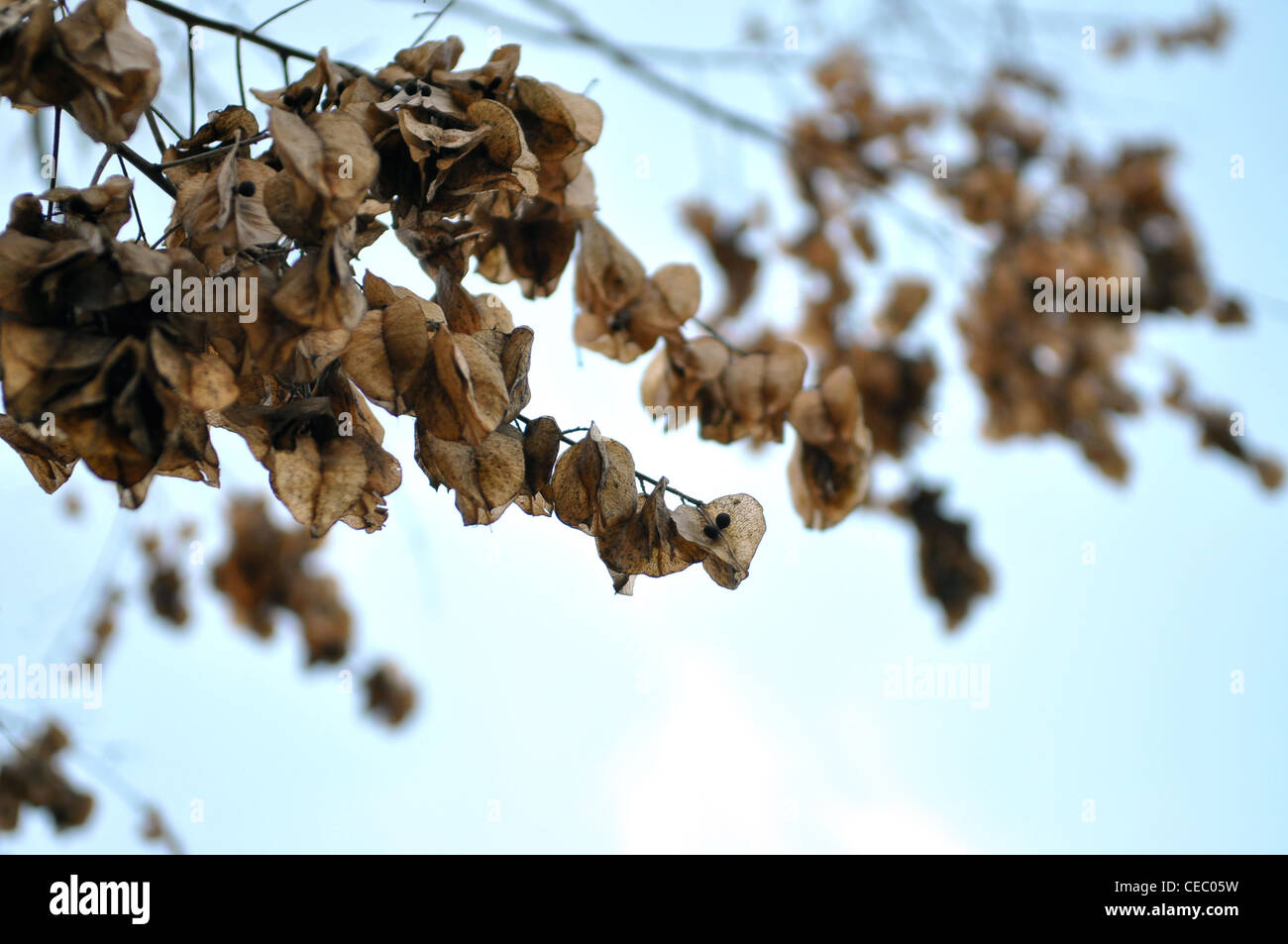 Wilting tree hi-res stock photography and images - Alamy