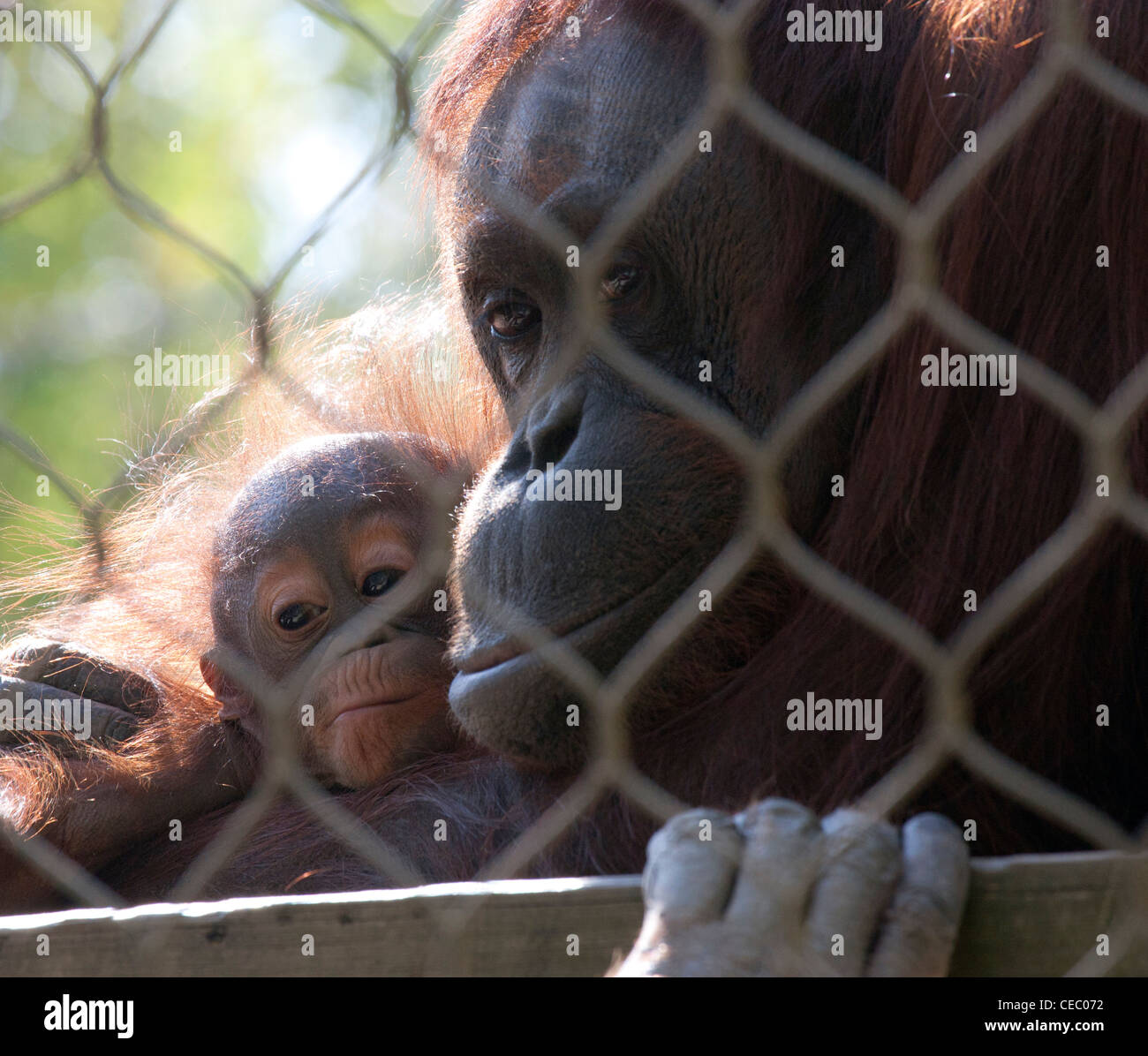 Orangutan Mother and Baby Stock Photo - Alamy