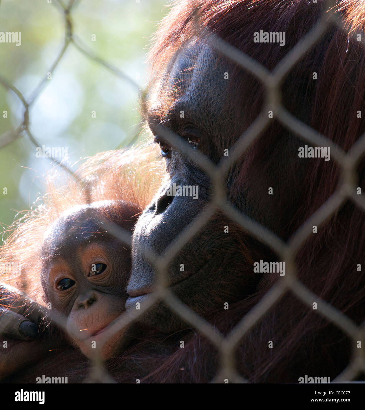 Orangutan Mother and Baby Stock Photo - Alamy