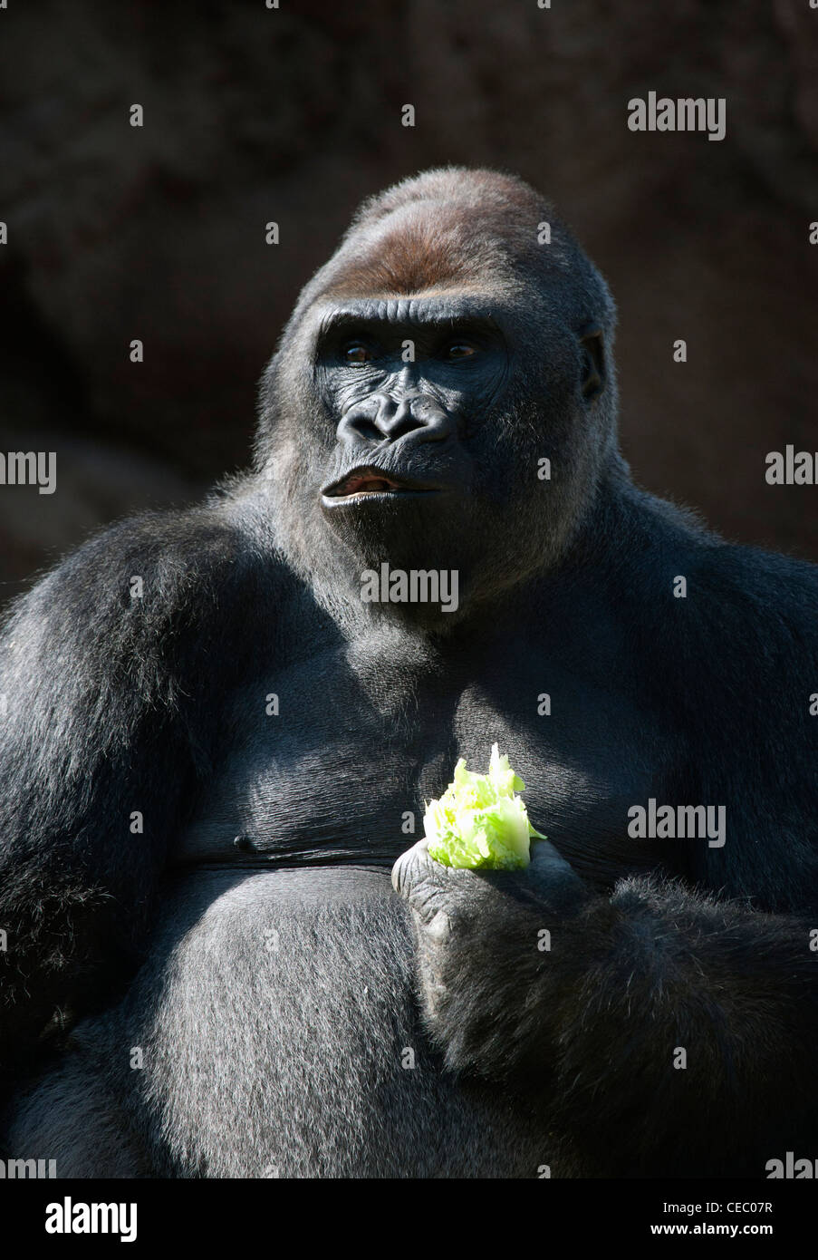 Silverback gorilla hi-res stock photography and images - Alamy