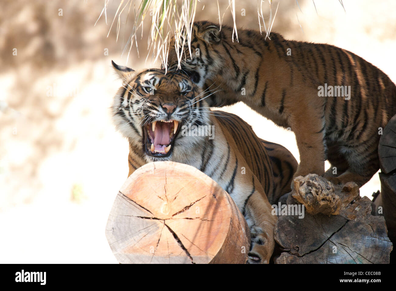 Tiger mother and cub hi-res stock photography and images - Alamy