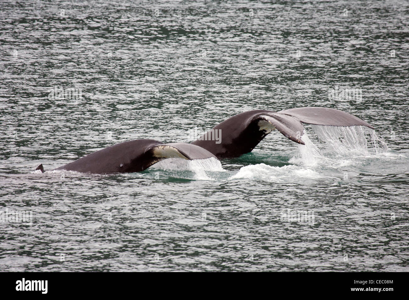 Two Humpback Whales Diving Stock Photo - Alamy