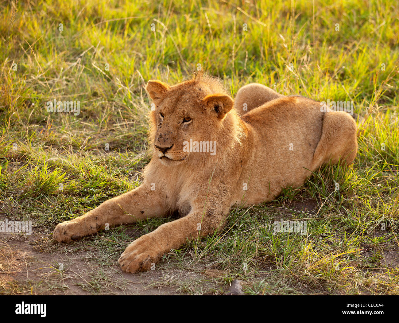 African female lion lazy in grassland Stock Photo - Alamy