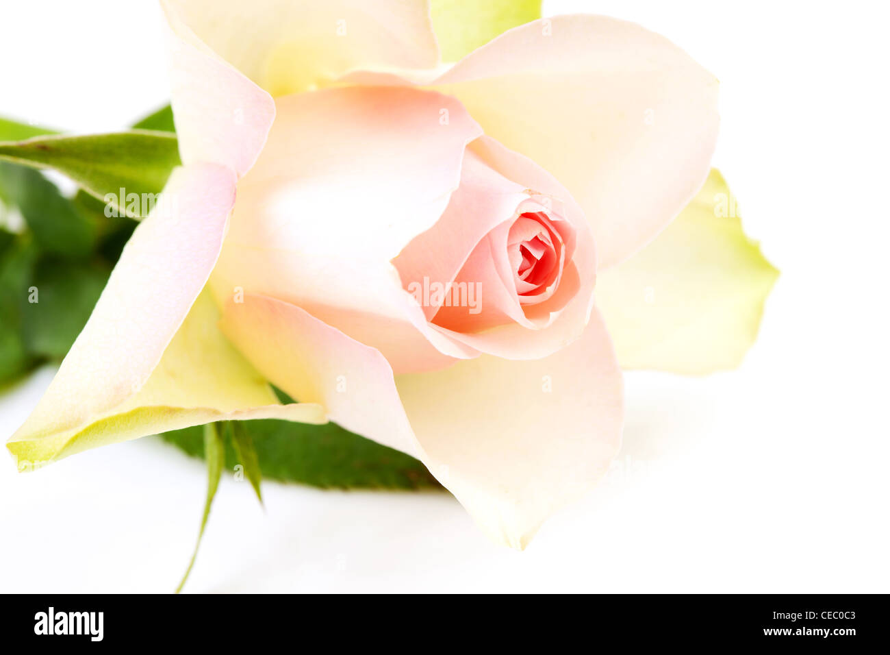 Soft pink rose in closeup over white background Stock Photo - Alamy
