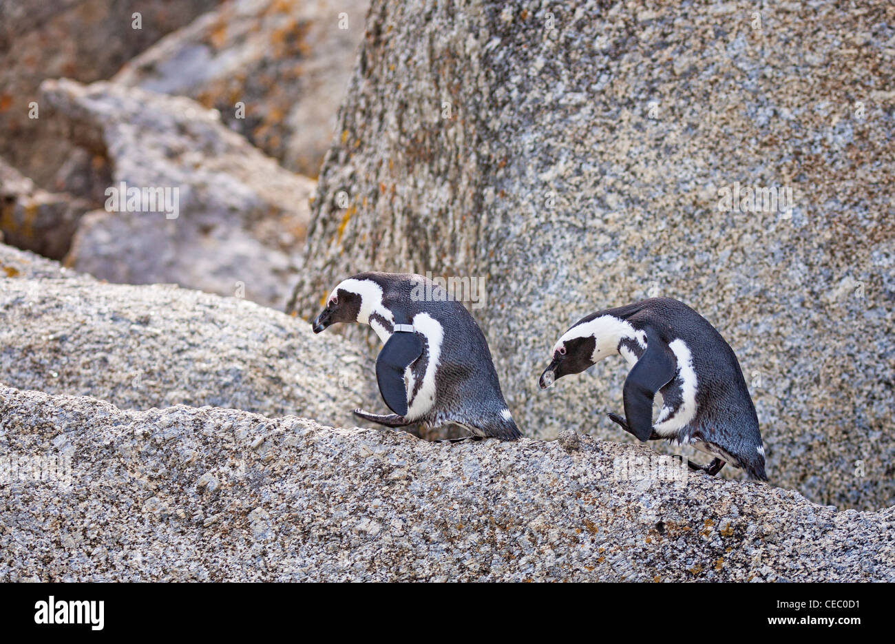 African penguin (Spheniscus demersus) two birds climbing big rock ...