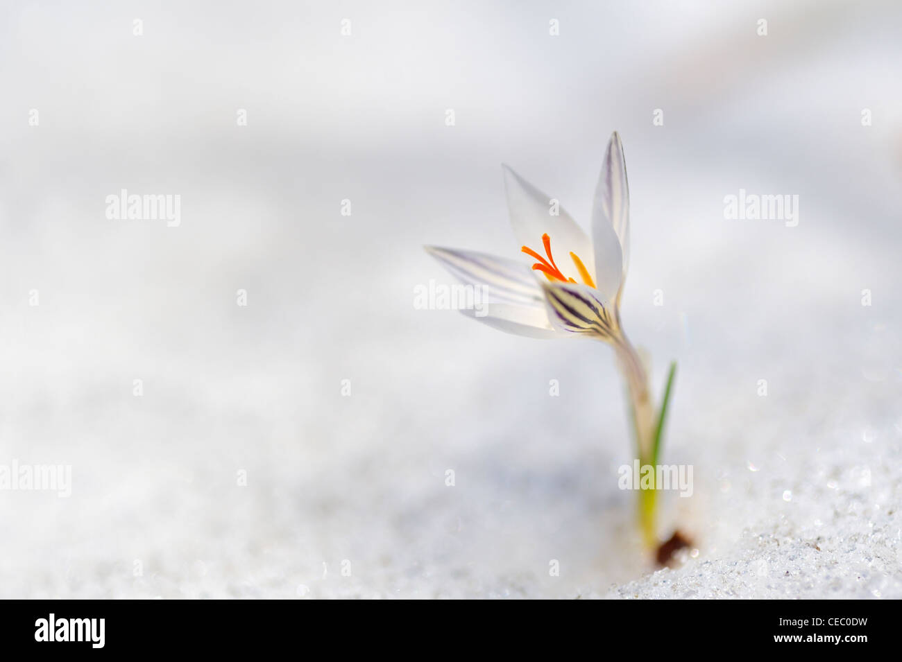 Crocus in snow hi-res stock photography and images - Alamy