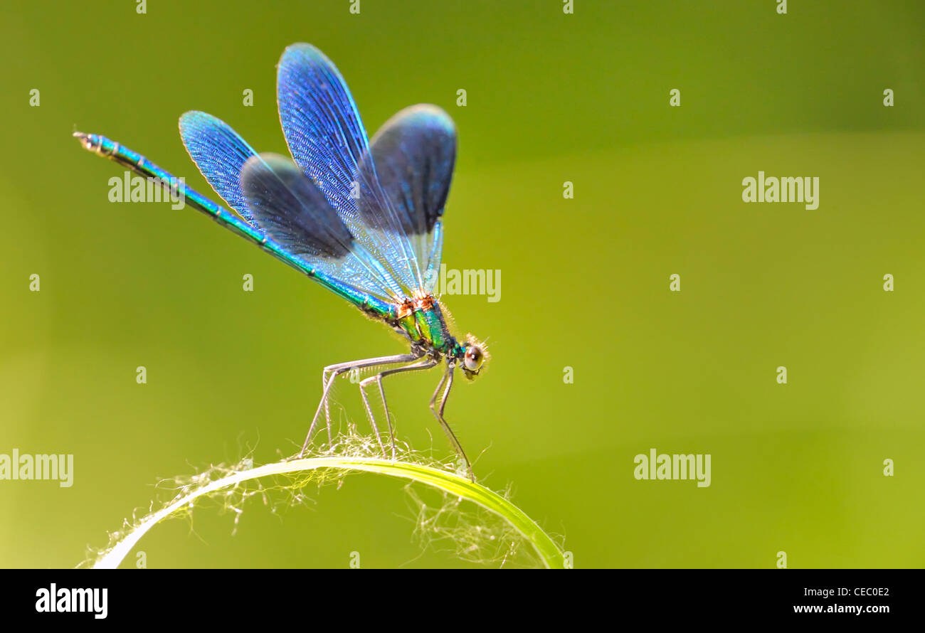 Blue Dragonfly Flying