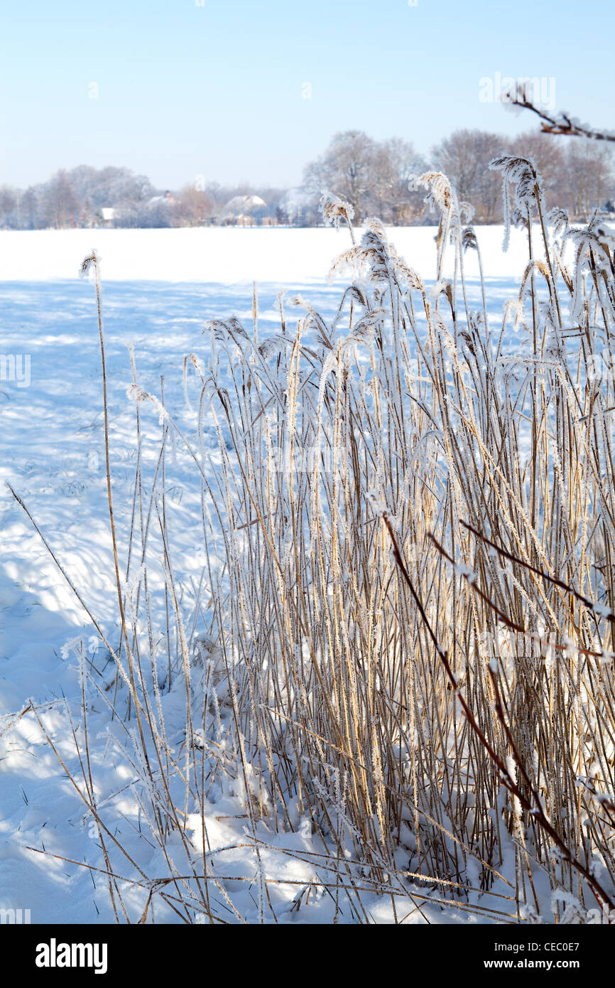 Reed in winter landscape hi-res stock photography and images - Alamy