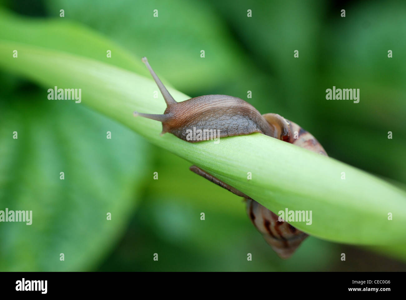 Herbivorous snail hi-res stock photography and images - Alamy