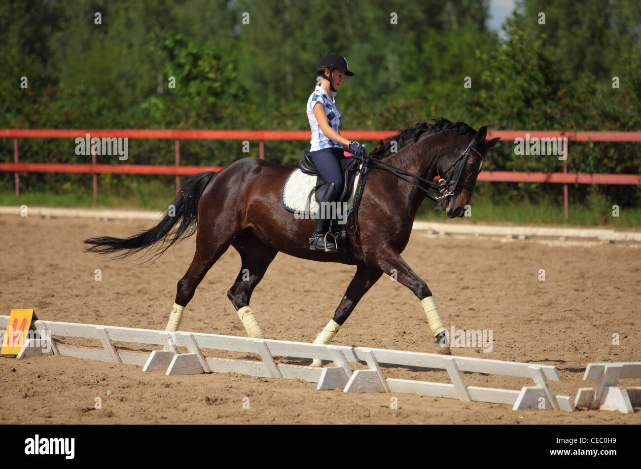Horse with rider performing the Spanish walk Stock Photo - Alamy