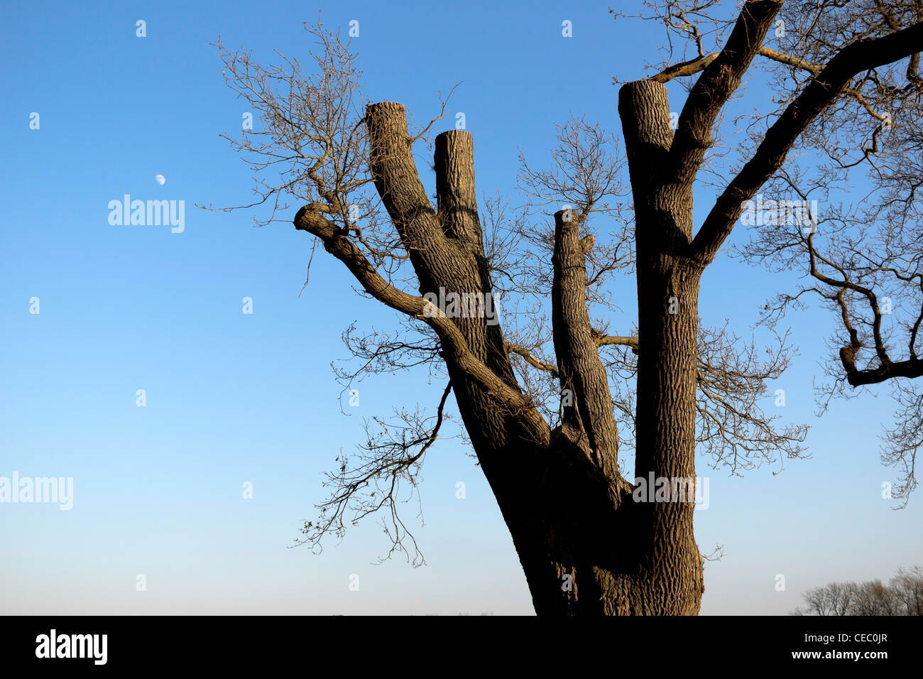 Pollarding trees hi-res stock photography and images - Alamy