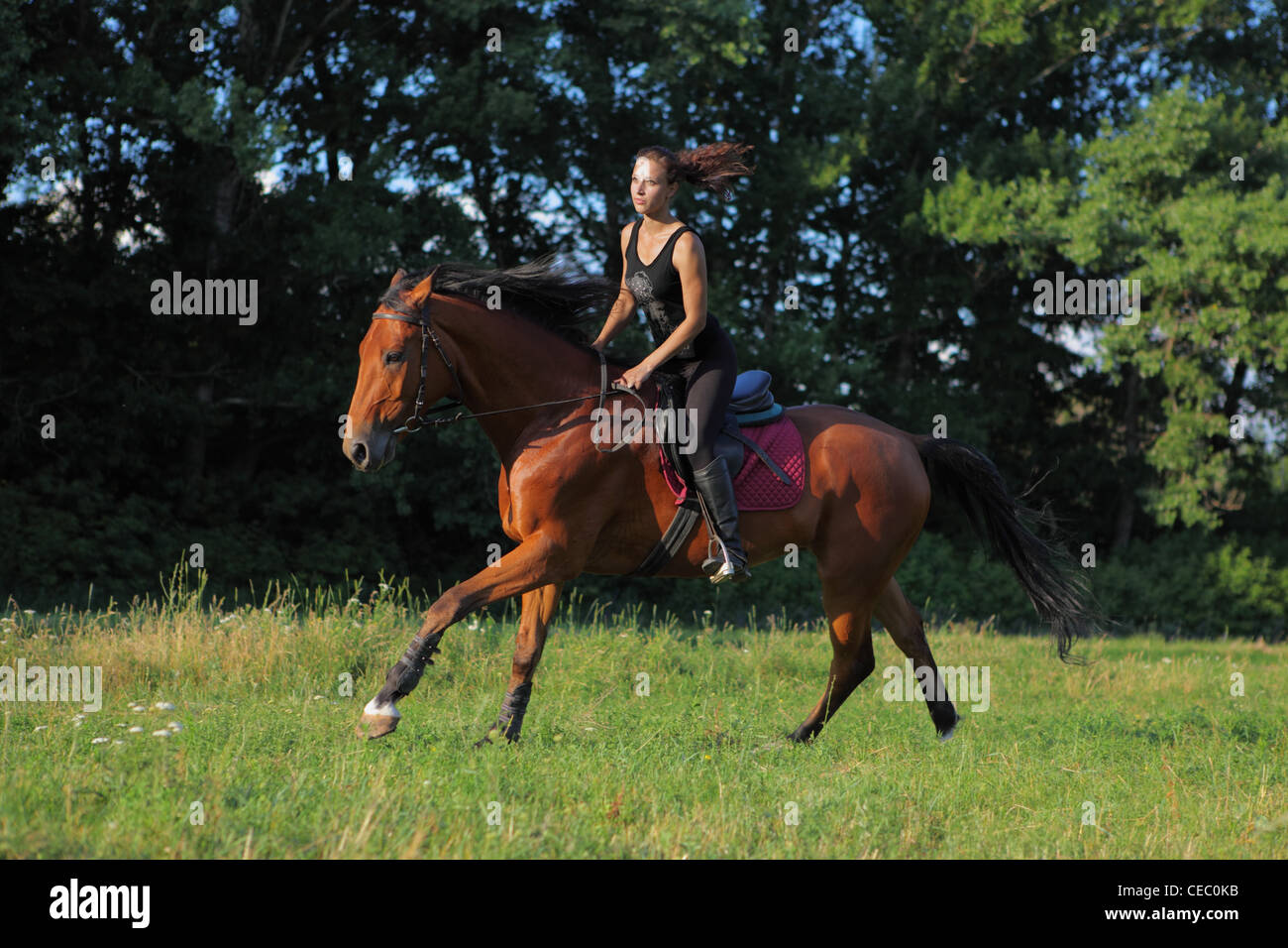 Girl horseback riding in the evening forest Stock Photo - Alamy