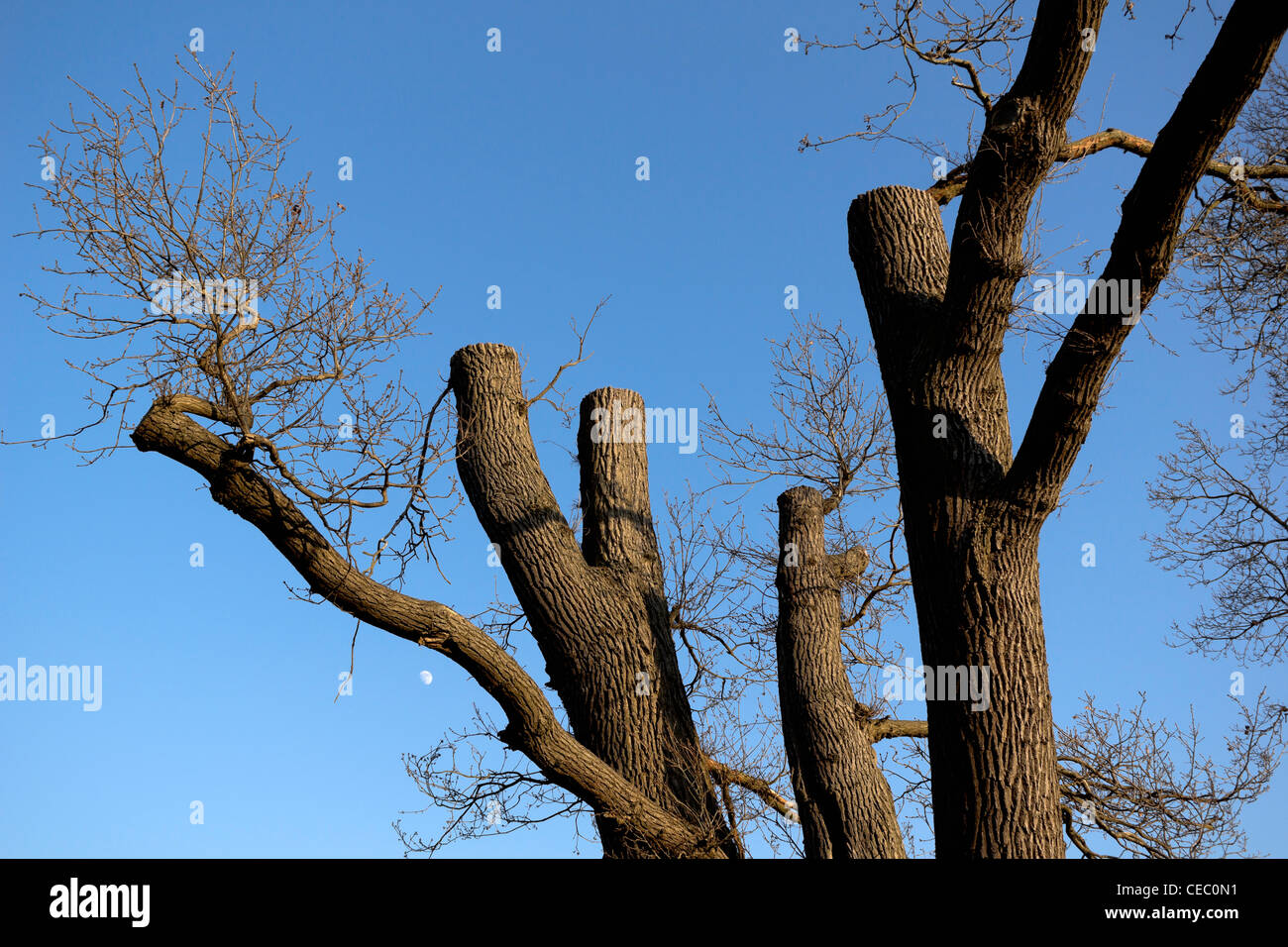 Pollarding trees hi-res stock photography and images - Alamy