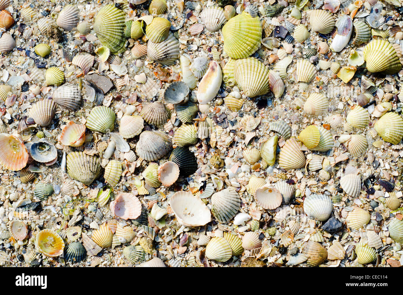 sea shells with sand as background Stock Photo - Alamy