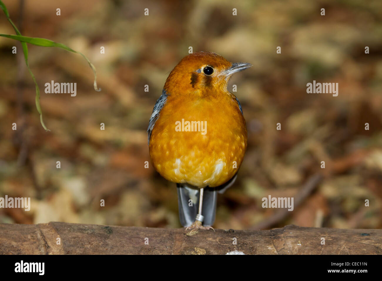 Orange headed Thrush (Zoothera citrina) chinese bird Stock Photo - Alamy