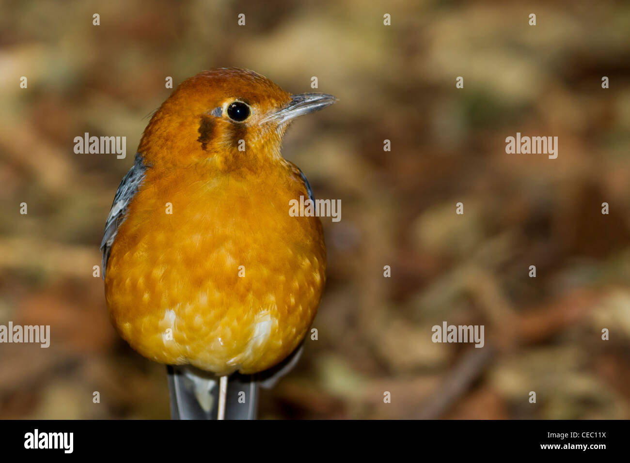 Orange headed Thrush (Zoothera citrina) chinese bird Stock Photo - Alamy