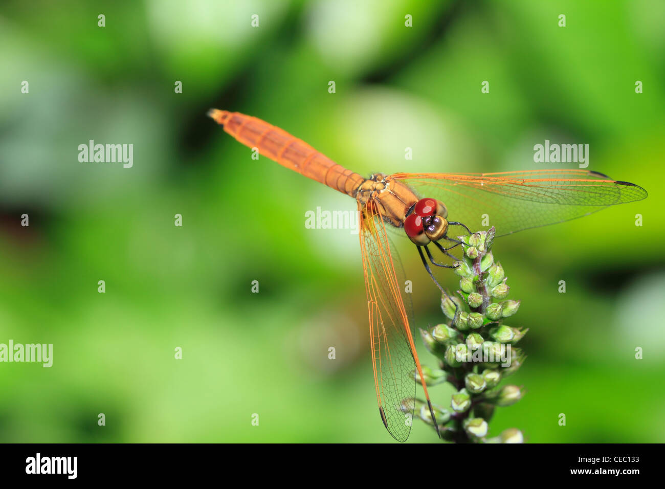 Orange Dragonfly High Resolution Stock Photography and Images - Alamy
