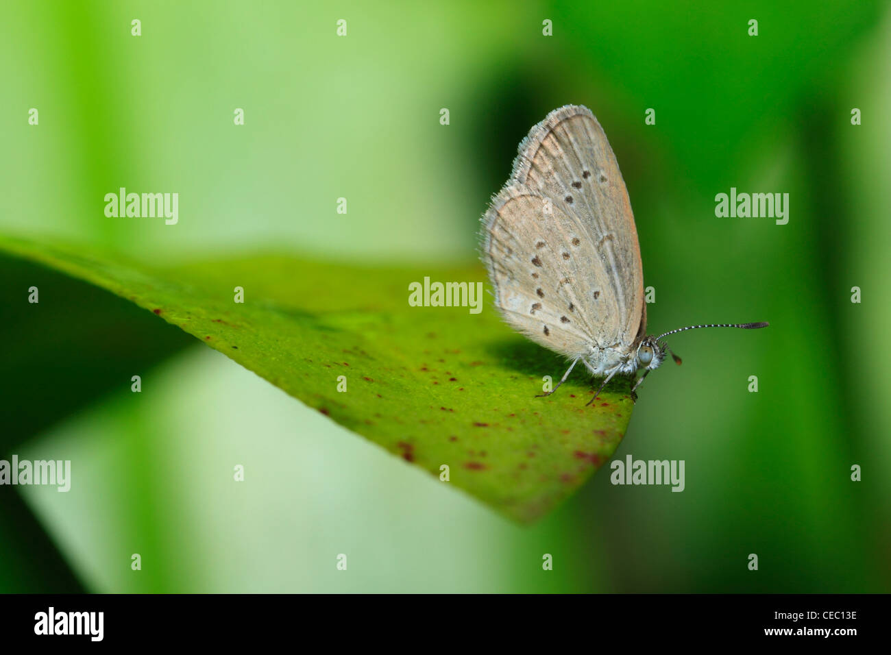 Tiny butterfly hi-res stock photography and images - Alamy