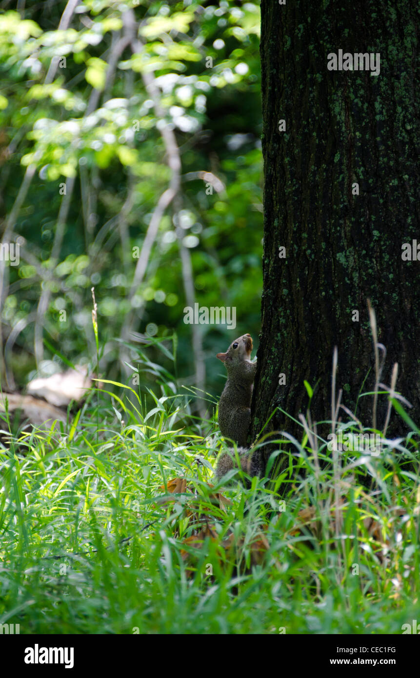 Squirrel climbing tree in Dam No 1 Woods Forest Preserve in Wheeling ...
