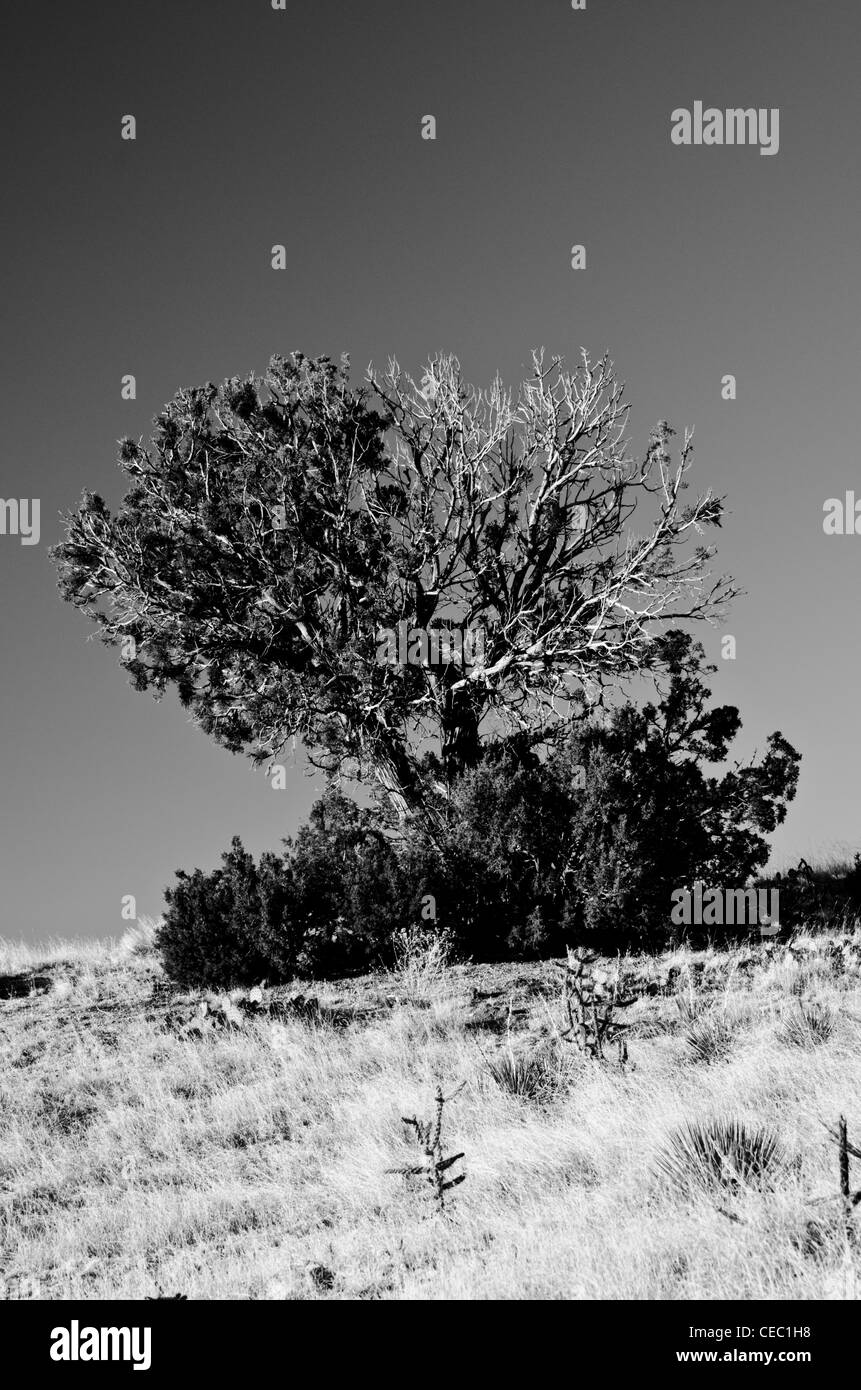 A half bare black and white tree on a hill in Albuquerque New Mexico ...