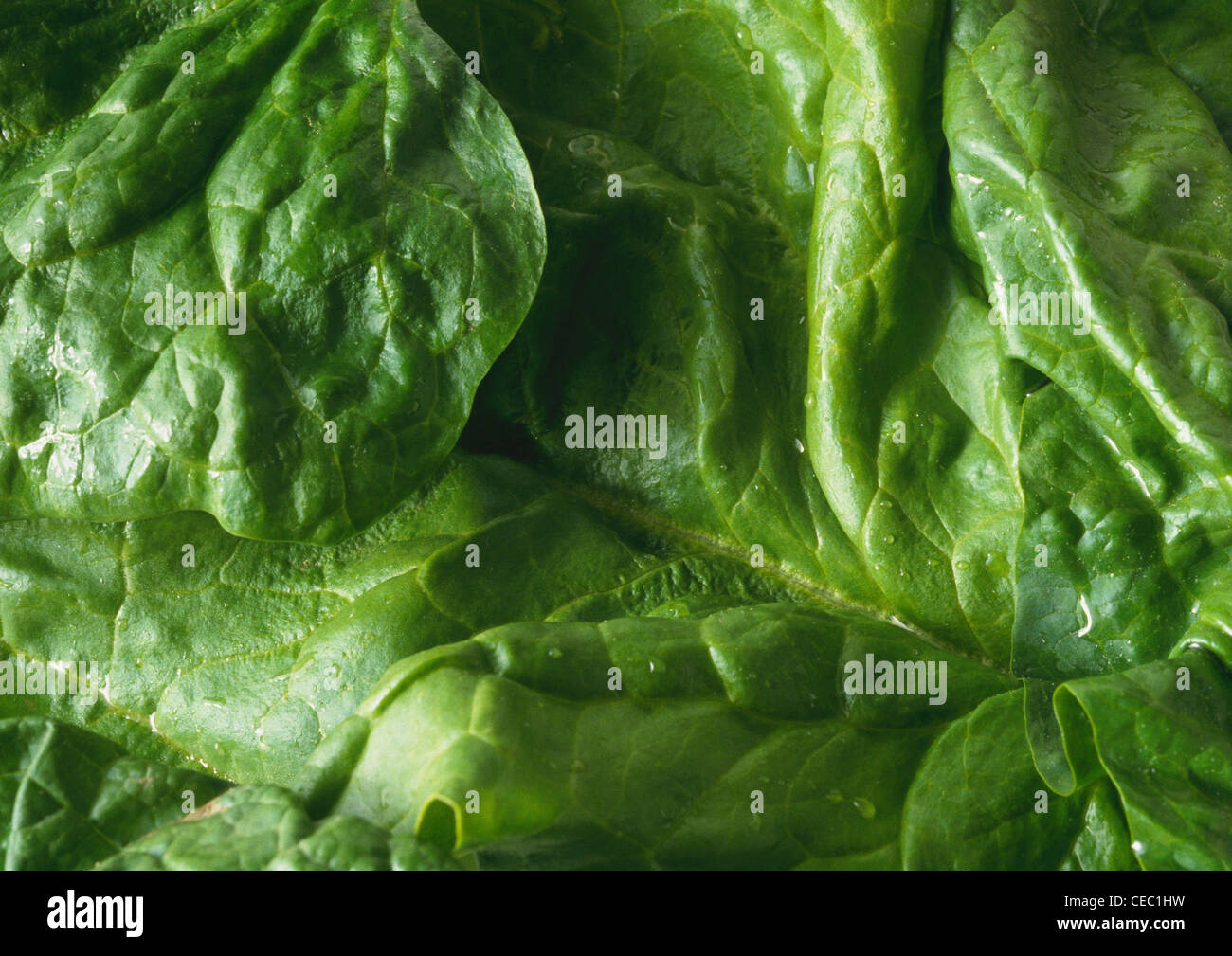 Spinach leaf, close-up Stock Photo - Alamy