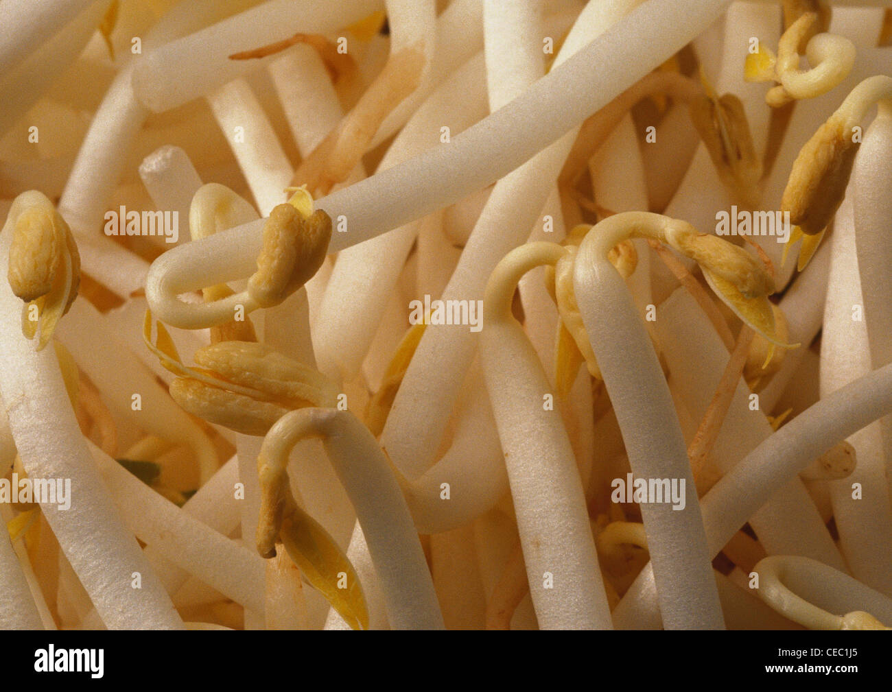 Bean sprouts, close-up Stock Photo - Alamy
