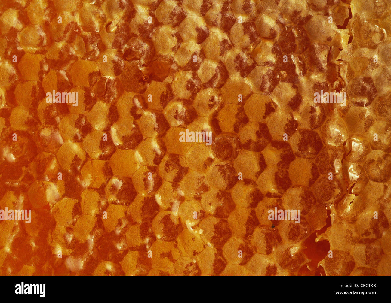 Honeycomb patterned hi-res stock photography and images - Alamy