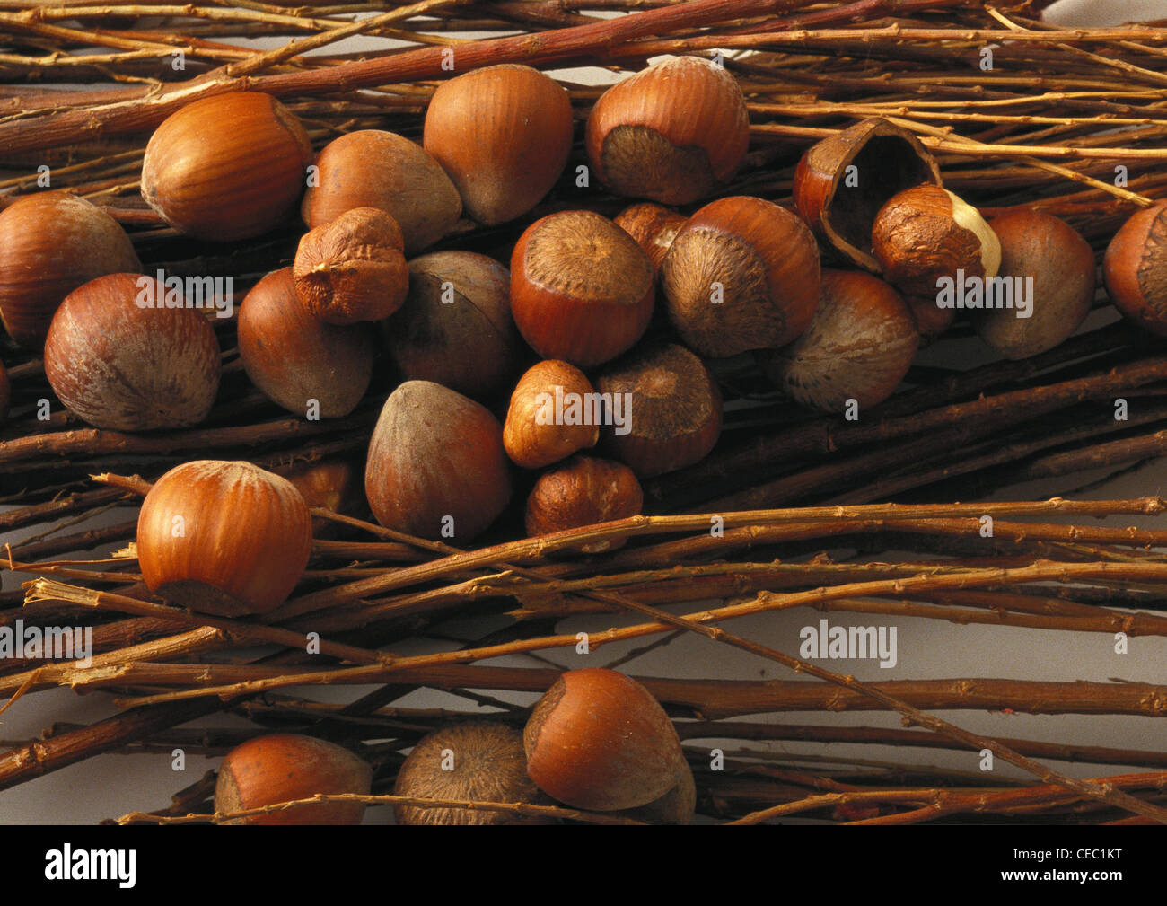 Hazelnuts laid on branches, close-up Stock Photo - Alamy