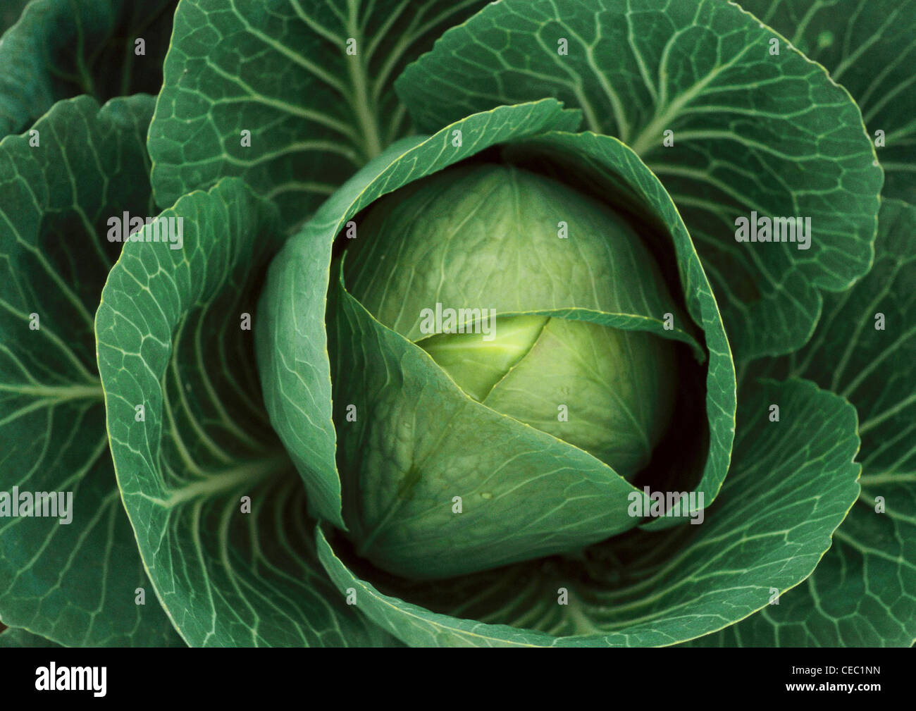 Cabbage, close-up, full frame Stock Photo - Alamy