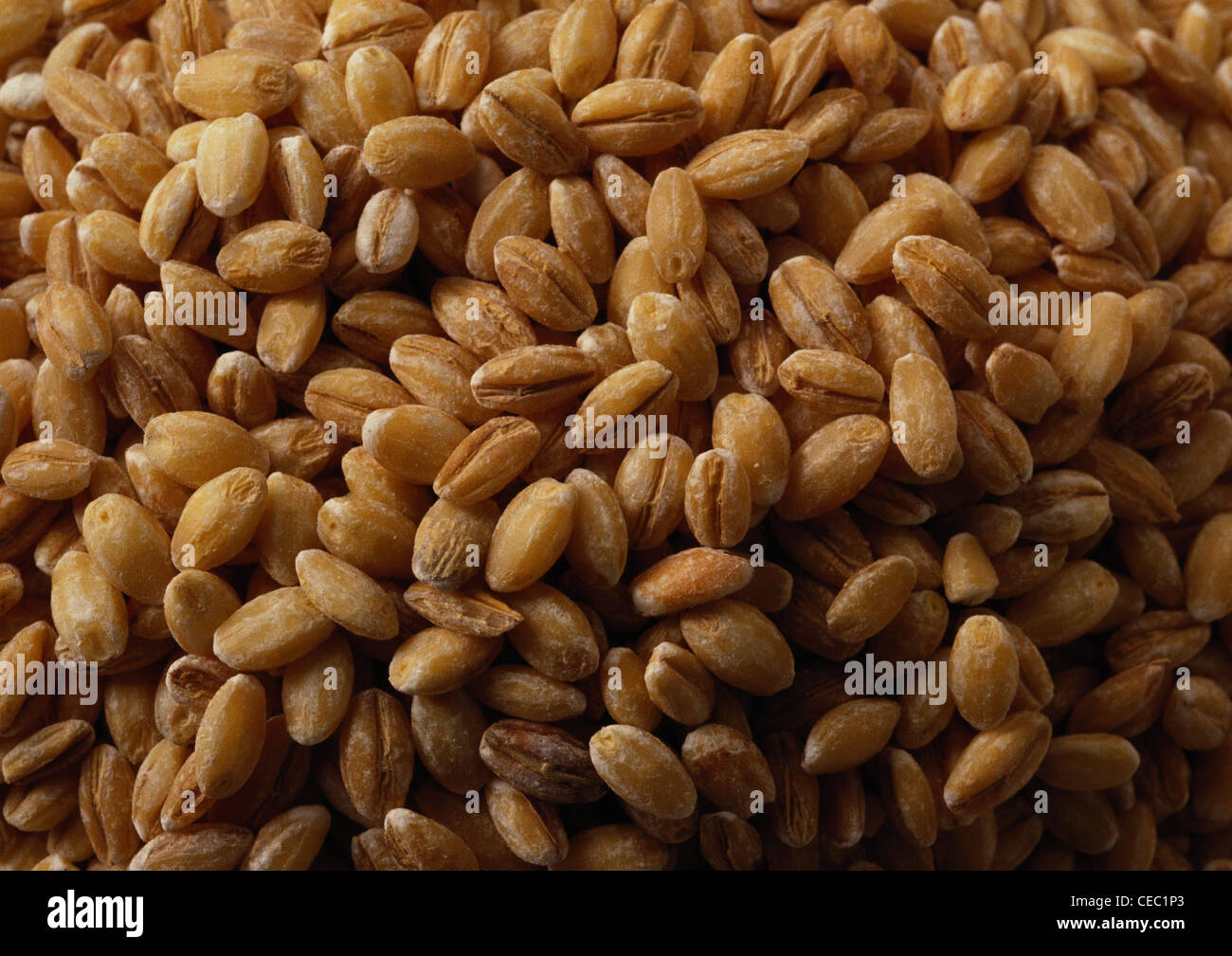 Whole wheat grains, full frame Stock Photo - Alamy
