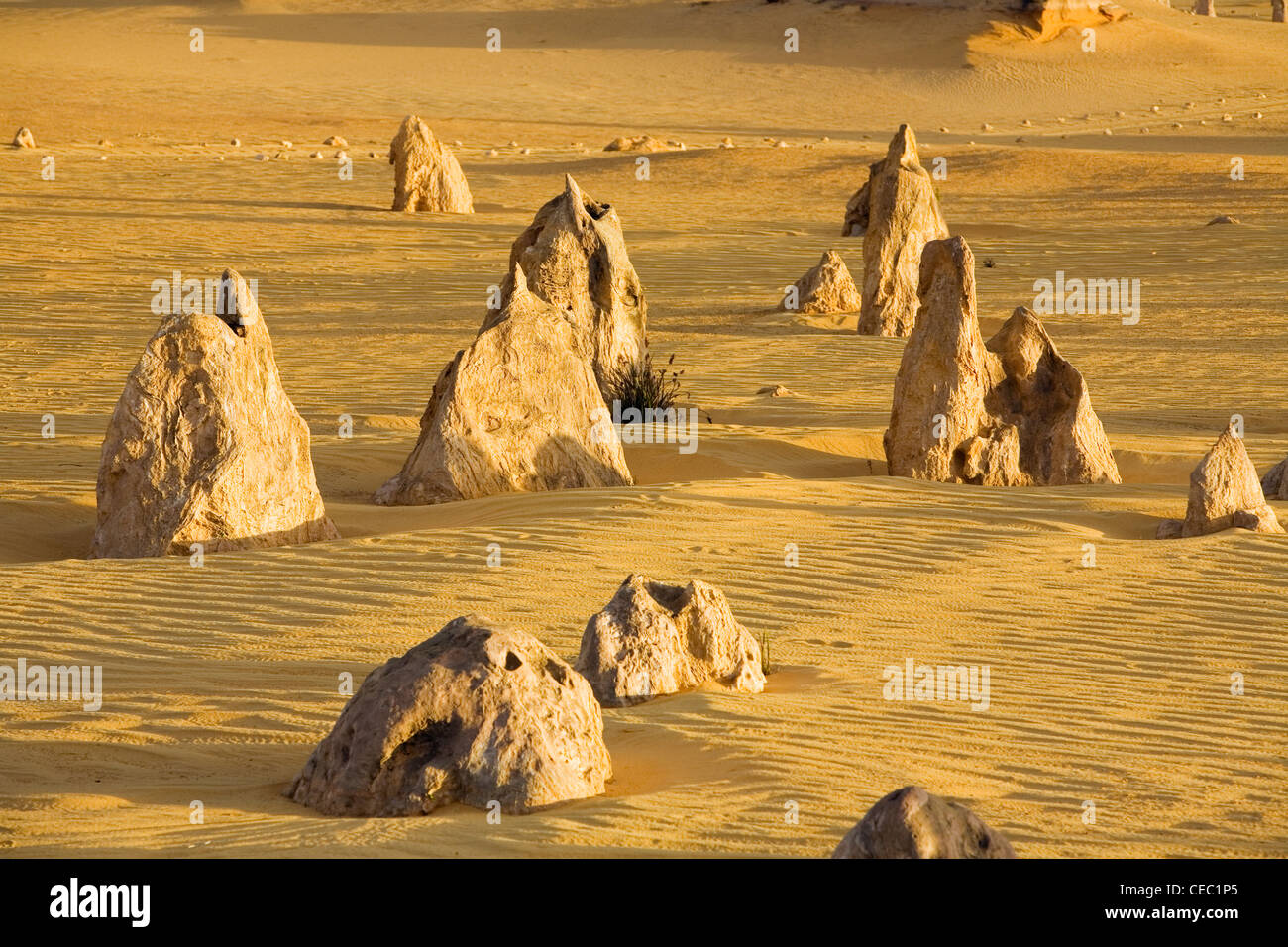 Limestone pinnacles jut out of the sand in the Pinnacles Desert ...