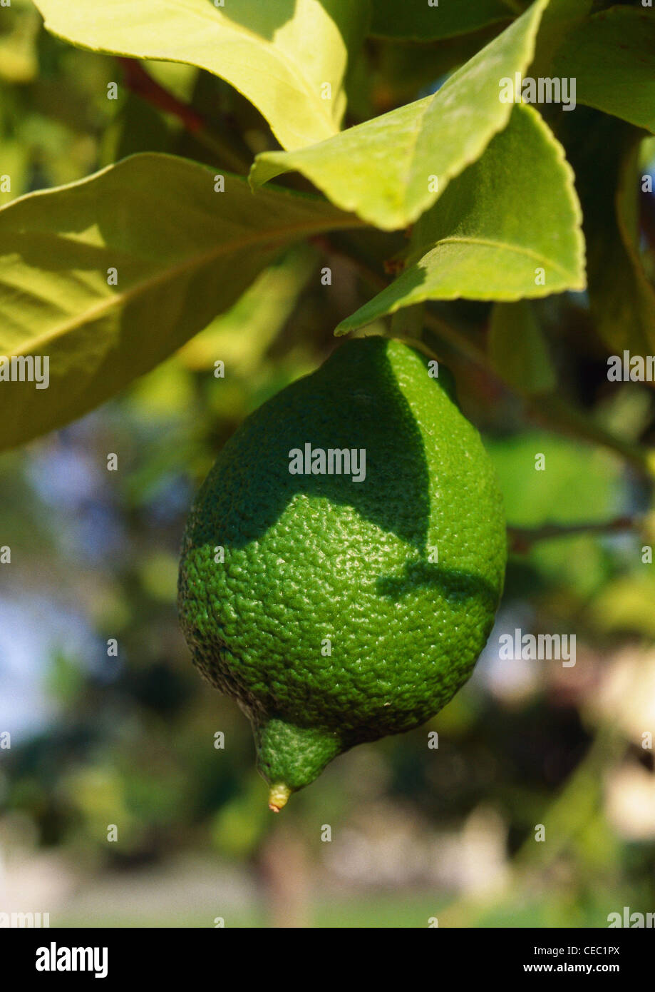Lime hanging on branch of lime tree Stock Photo - Alamy
