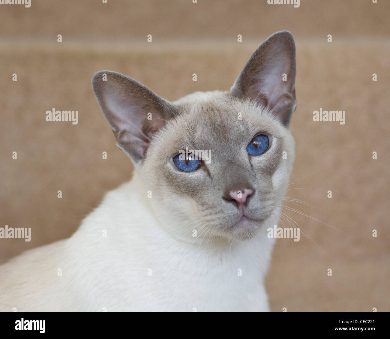 Blue point Siamese cat Stock Photo - Alamy